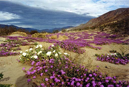 Alvie Thompson photography