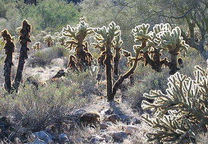 Alvie Thompson photography