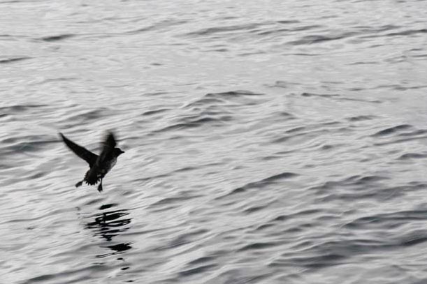 Alvie Thompson photography