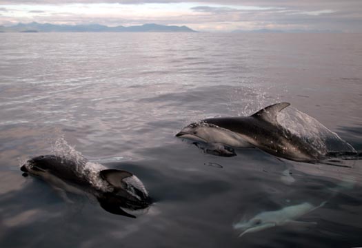 Alvie Thompson photography