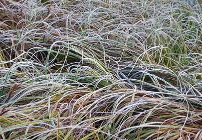 Alvie Thompson photography