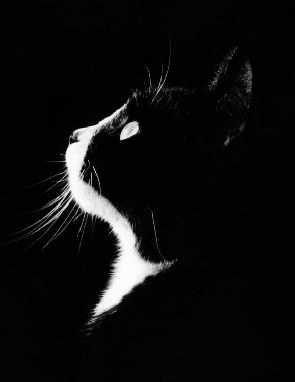 Alvie Thompson photography