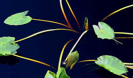 Alvie Thompson photography