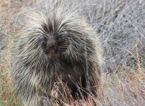 Alvie Thompson photography