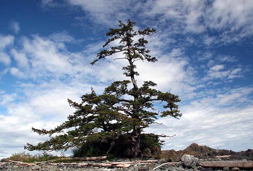 Alvie Thompson photography