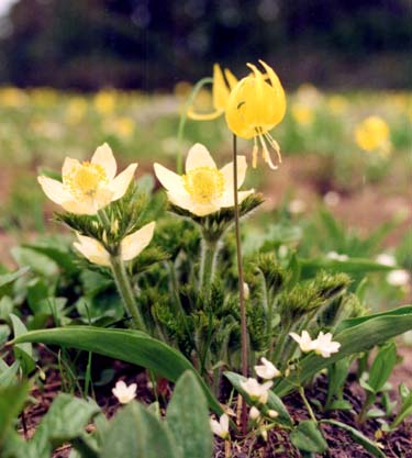 Alvie Thompson photography